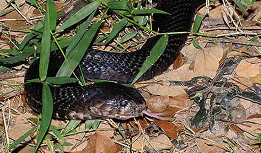 Equatorial spitting cobra facts, distribution & population | BioDB